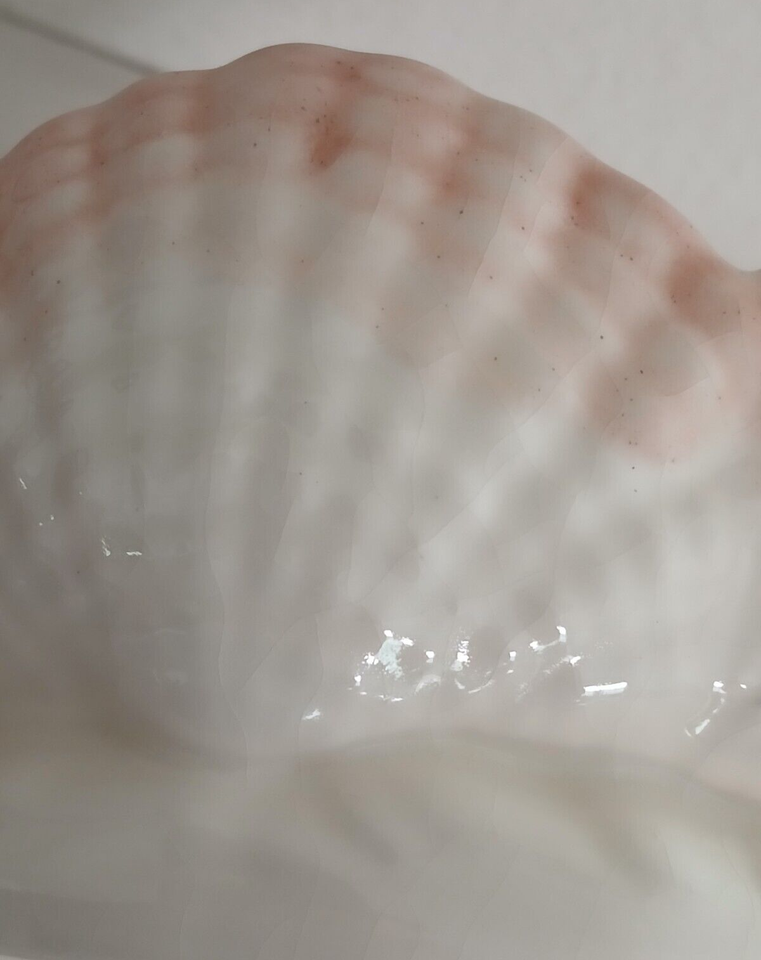 Ceramic Seashell Pink & White Scalloped Bowl Beach House Decoration 12 ...