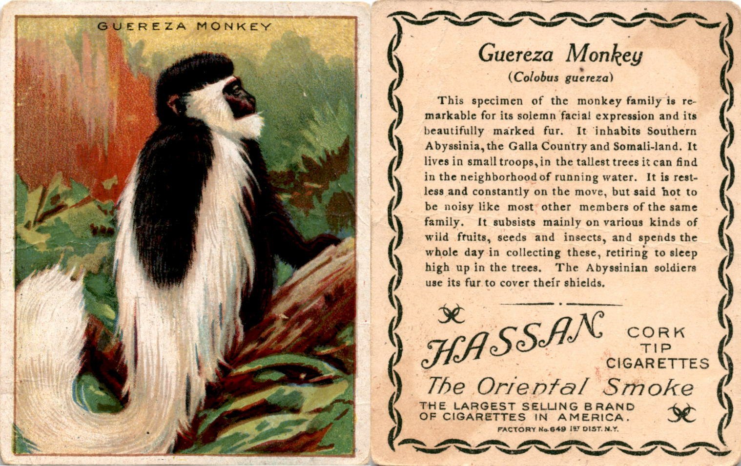 T29 Hassan Cigarettes, Animals, 1911, Guereza Monkey | eBay
