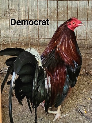 Livestock Supplies - Gamefowl