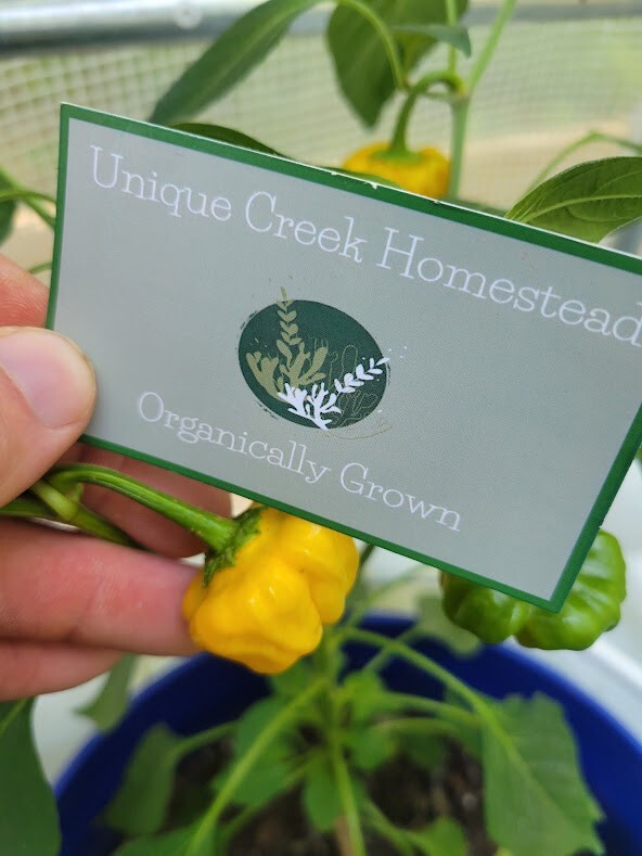 Scotch Bonnet Pepper Seeds HOT 100,000 - 350,000 Scoville SHU Unique ...