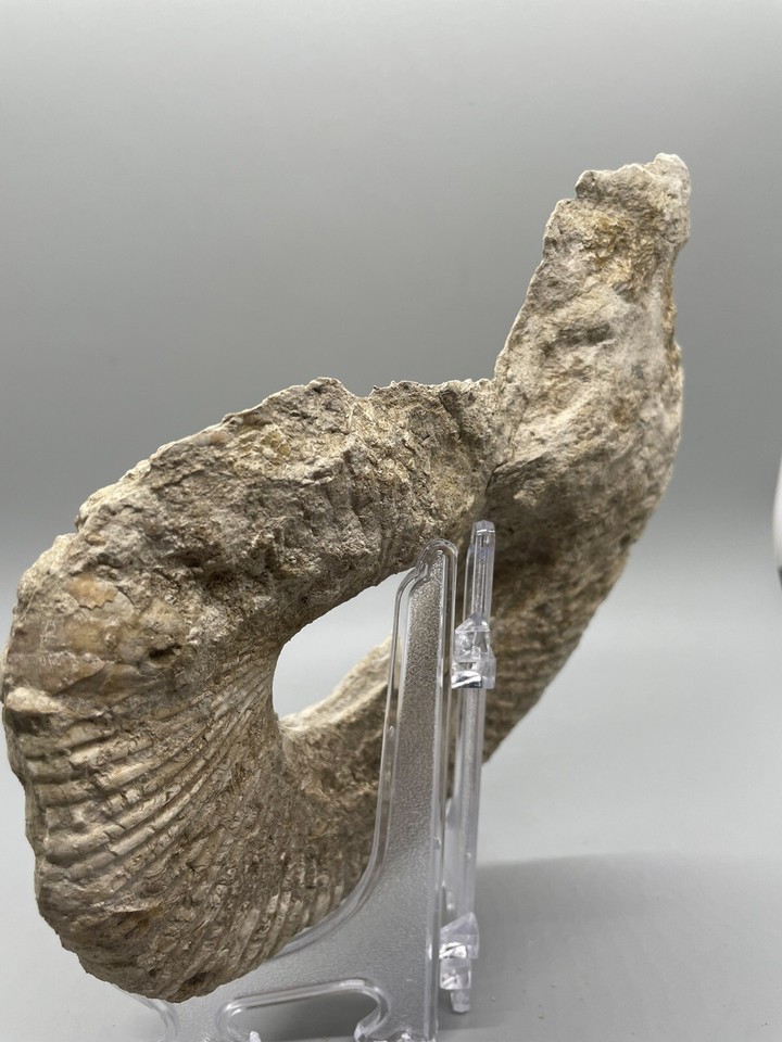 Texas Ammonite Fossil Oxytropidoceras 7 inches Natural Color Extinct ...