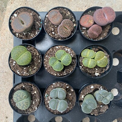 Lithops "Living Stones" Split Rocks Fully Rooted Free Shipping | eBay