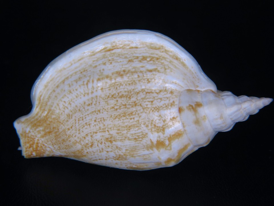 STROMBUS EPIDROMUS: RARELY OFFERED @ A FAIR PRICE W/OPERCULUM @ 74.41MM ...