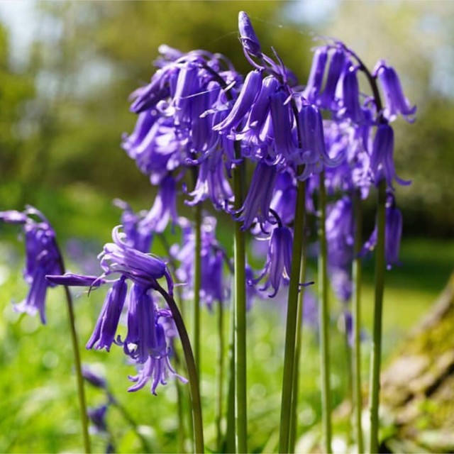 25 English Bluebell Bulbs Grown in Norfolk Hyacinthoides Non Scripta ...