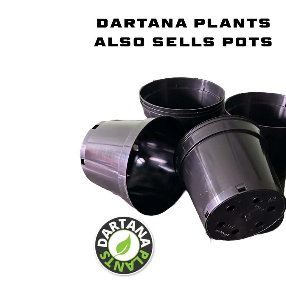 Coleus Coleus Skeletal Plant x 5 Pack - 3cm Plug Plants - FREE Postage ...