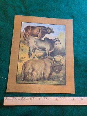 Large Antique 8x10 Victorian Trade Card Yak Zebu Musk Ox Uniontown PA ...