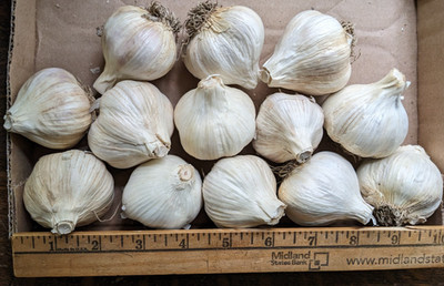 1.5 lbs (13) Garlic Bulbs German Extra-Hardy Hardneck Garlic 2025 ...