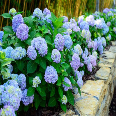 50 Pcs Mixed Blue Hydrangea Seeds Giant Snowball Hydrangea Fast Growing ...