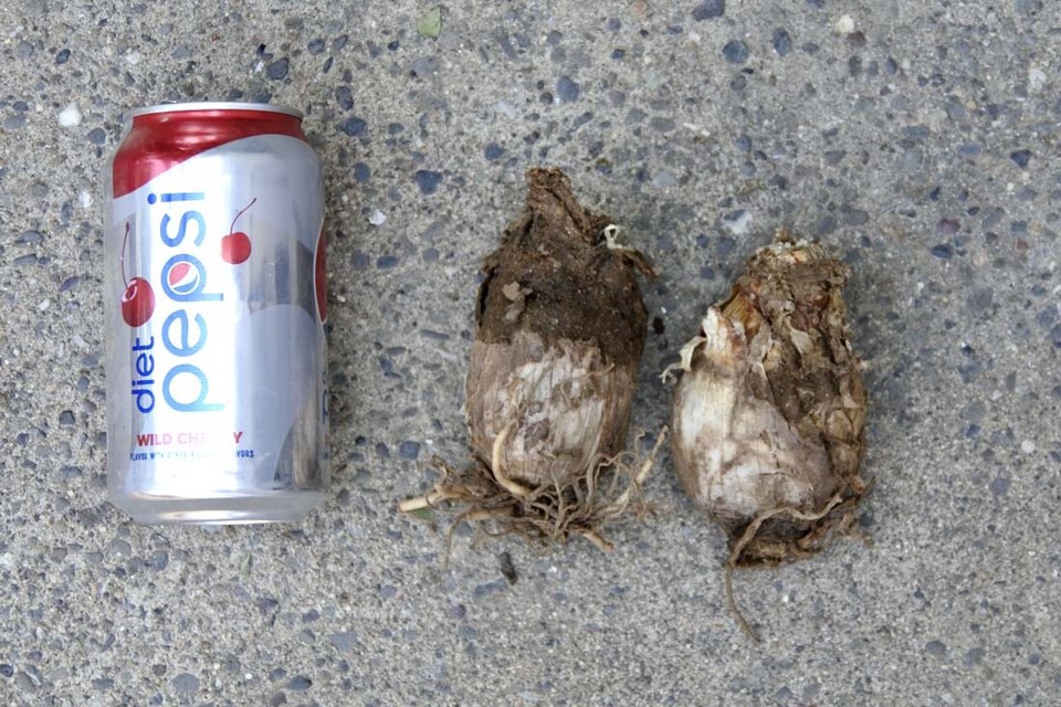 Set of 2 or 3 Amaryllis Belladonna Bulbs Lily Pink Naked Ladies Plant ...