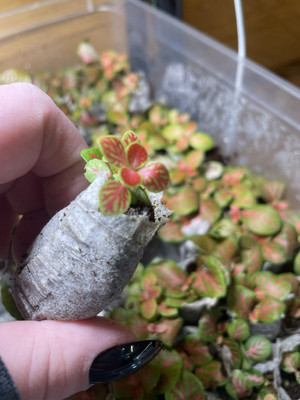 Fittonia Nerve Skeleton Live Plant Easy-Care Houseplant Indoor TWO ...