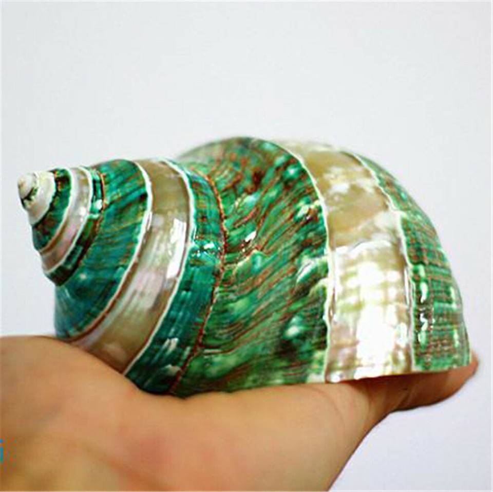 Green Turban Shell Conch 11cm Fluorescent Spiral Shells Polished ...