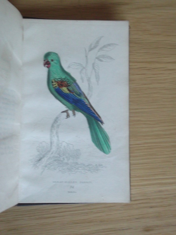 PARROTS. THE MISCELLANY OF NATURAL HISTORY. AUDUBON. HAND-COLOURED ...