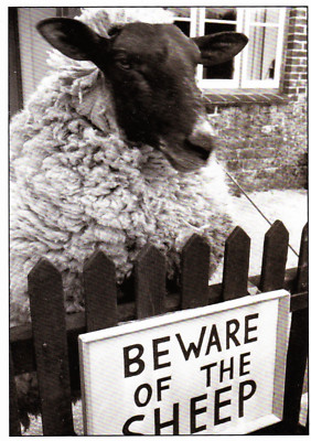 Ansichtskarte: Warnung: Vorsicht vor dem Schaf! - Beware of the Sheep ...