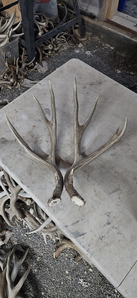 Nice Set Of Mule Deer Shed Antlers Horns Elk Moose Rack | eBay