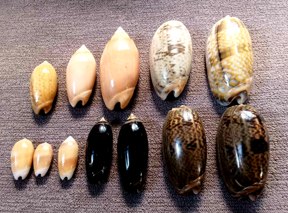 Oliva shell collection set of 12 pcs all GEM quality collection | eBay