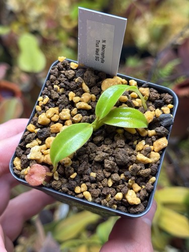 Nepenthes macrophylla -seedgrown Trusmadi - Rare Toothy Highland ...