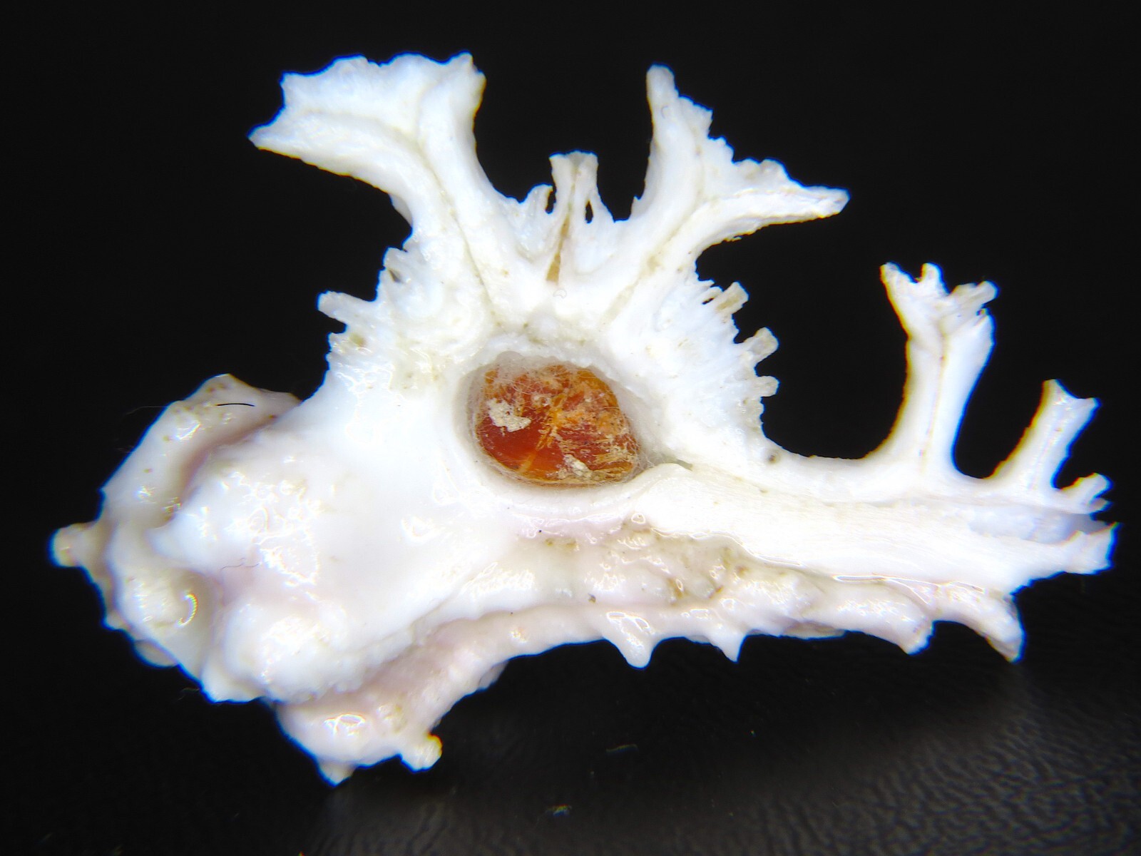 HOMALOCANTHA PELE: ENDEMIC TO HAWAII W/O! 40MM LIGHT PURPLE W/WHITE ...