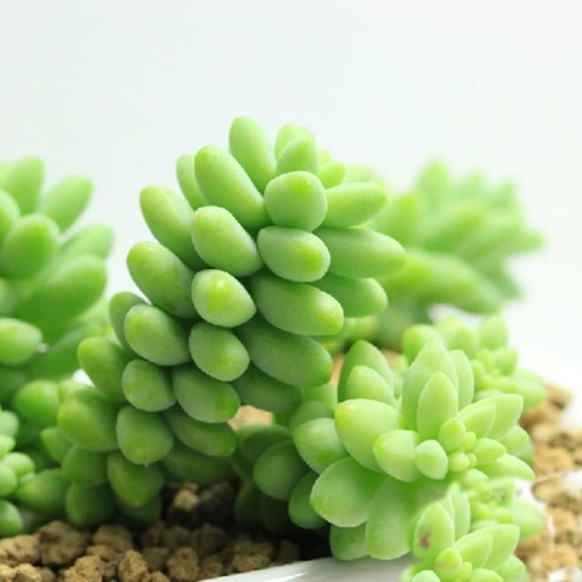 24 varieties Rare Succulents Seeds, Lithops Seeds, 100pcs/pack | eBay