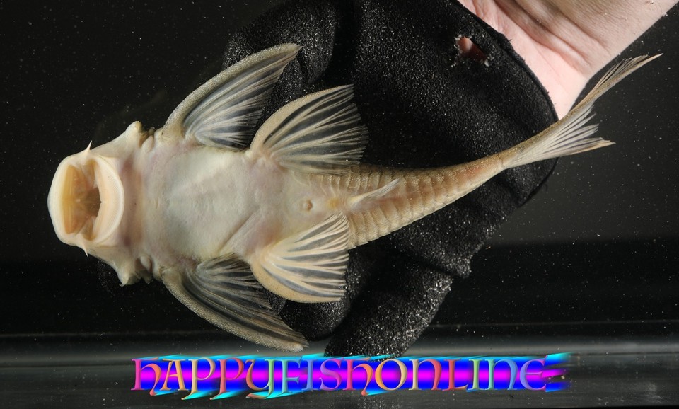 EXTREMELY RARE Chaetostoma tachiraense PLECO! MASSIVE LIVE FISH! 8-10 ...