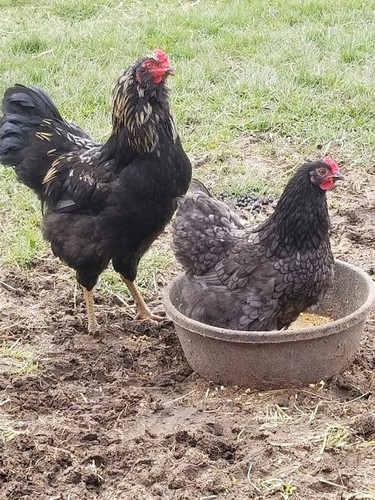 6 FIBRO EASTER / OLIVE EGGER -Fresh & Fertile Chicken Hatching Eggs | eBay