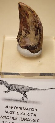 Afrovenator Dinosaur Fossil Tooth | eBay