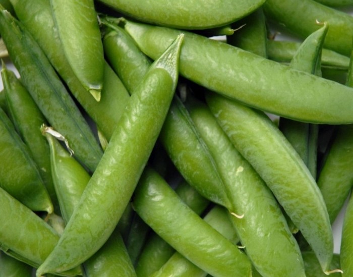 Sugar Snap Pea Seed - Sweet Edible Pod English Running Peas Seeds (0 ...