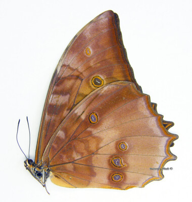 Unmounted Butterfly/Morphidae - Morpho theseus yaritanus, male, VEN 75 ...