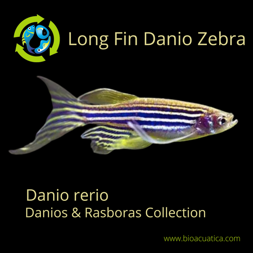 6 LONG FIN ZEBRA DANIO (Danio rerio) | eBay