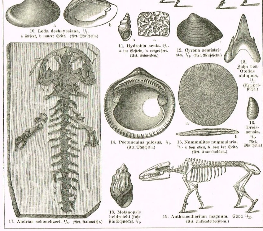 Extinct Animal Fossils