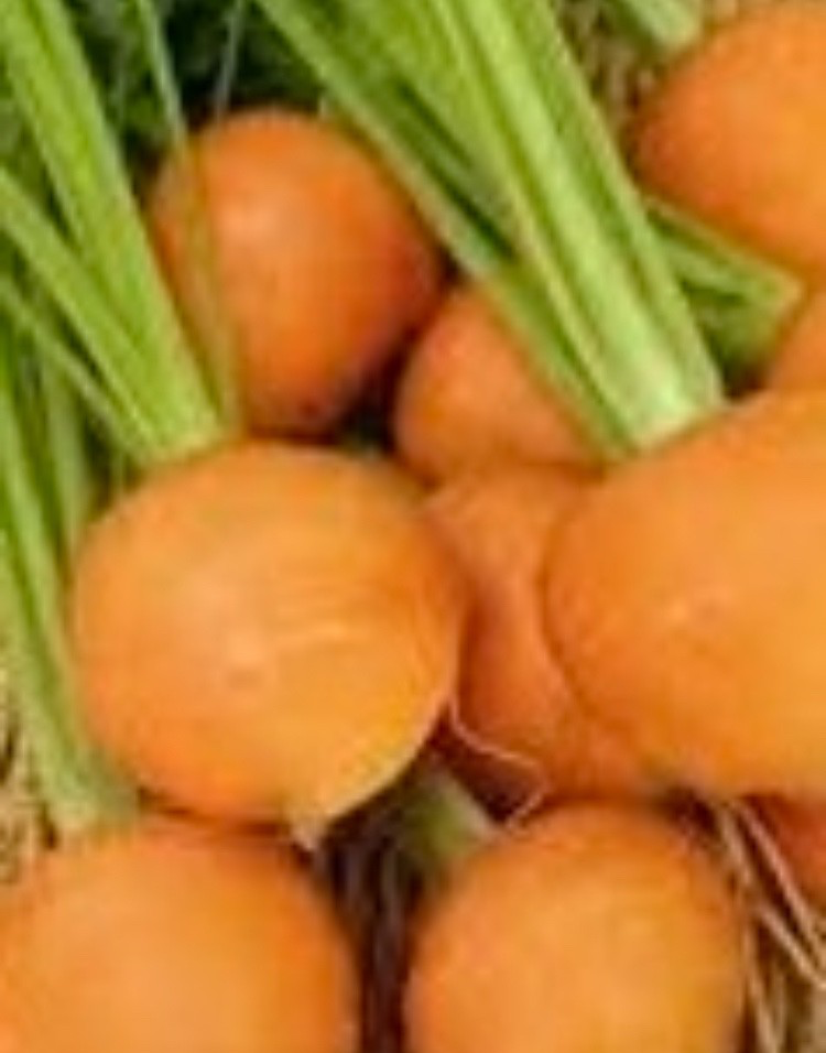 Carrots,Paris market X18 Multi Sown Plug Plants | eBay UK