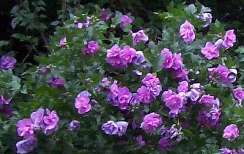 DOUBLE PURPLE/PINK ROSE OF SHARON PLANT UNROOTED CUTTINGS SET OF 10 | eBay