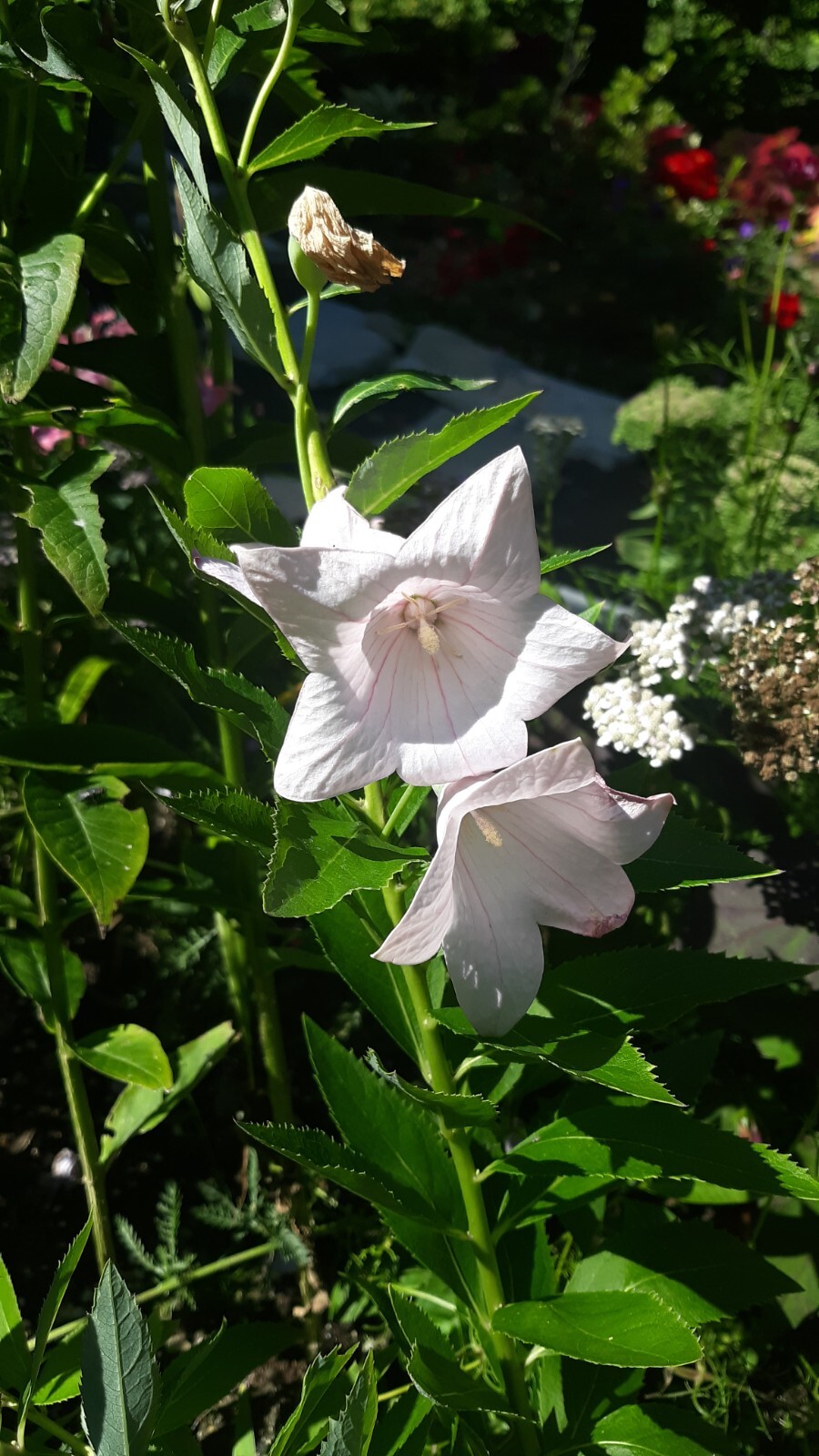 Platycodon grandiflorus, Balloon flower mix 35+ perennial seed | eBay