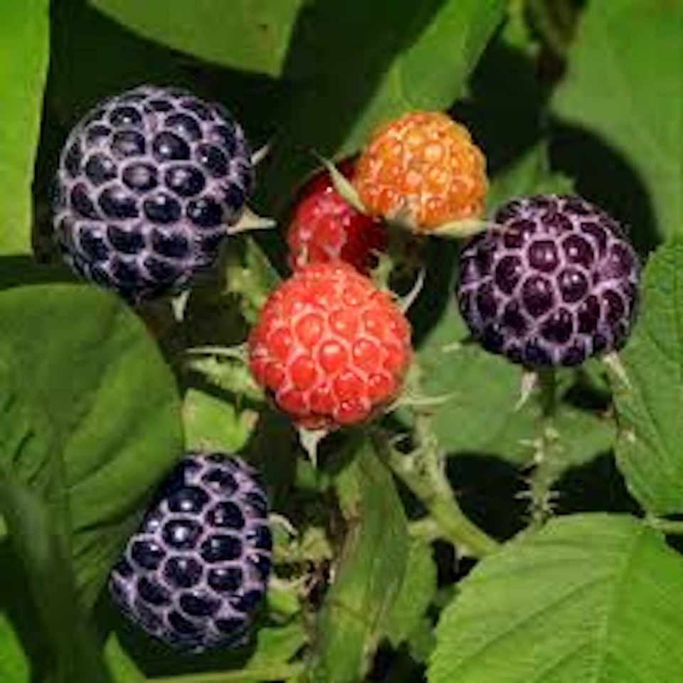 1 Glencoe Raspberry Plants Thornless Purple Raspberry Fruit Garden ...