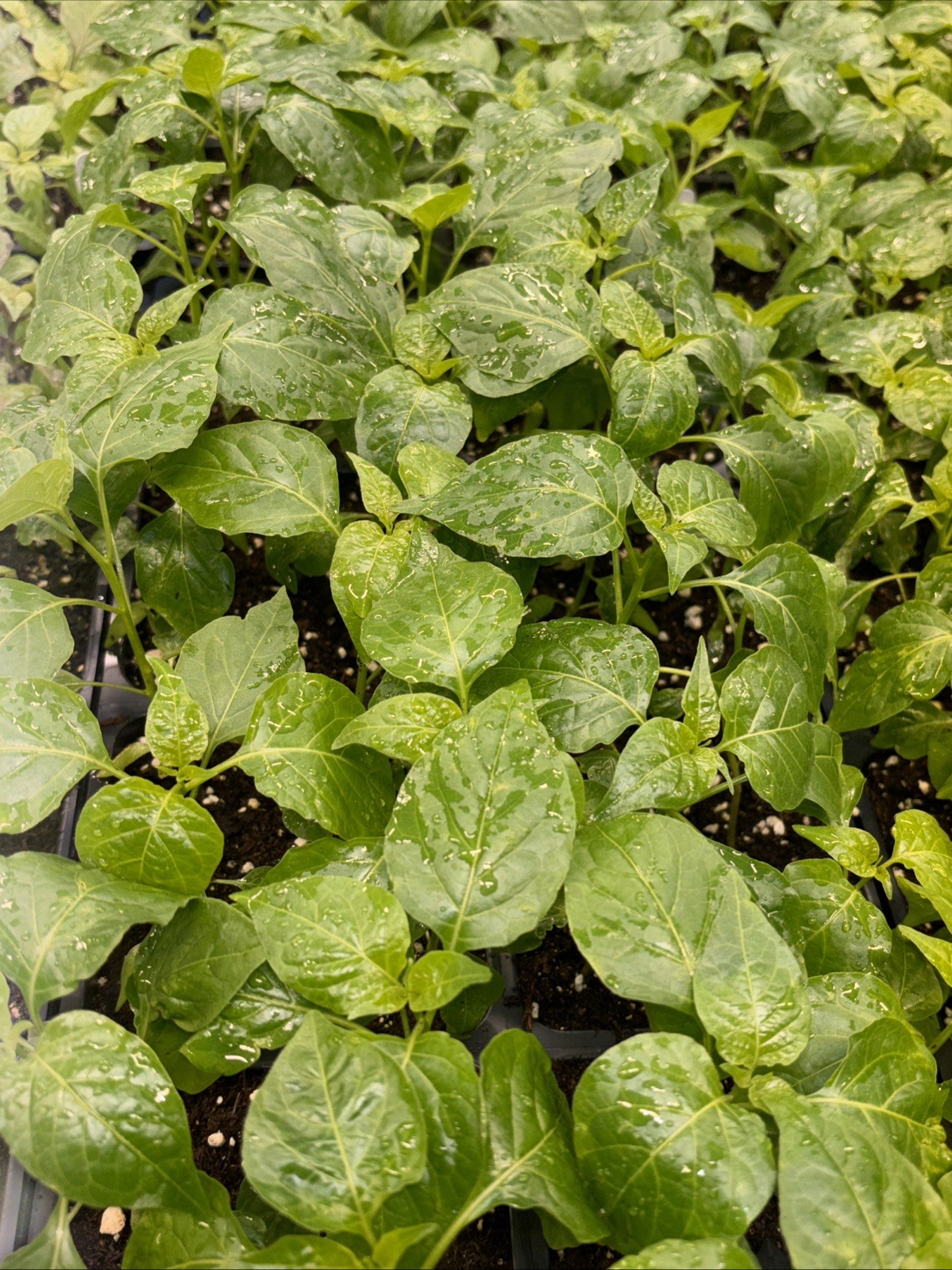 Lot of 3 (75+ DAYS OLD) Aji Chinchi Amarillo Peruvian Hot Pepper LIVE ...