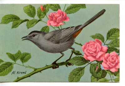 Catbird Drawing Artist Signed Al Kreml-1967 National Wildlife Vintage ...
