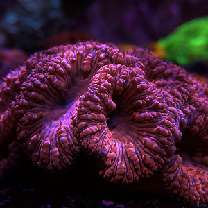 ACRO CAPITAL | eBay Stores