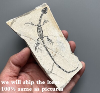 Unique Real AMPHIBIAN-VERTEBRA-NOTHOSAURIA-JURASSIC Dragon Dinosaur ...