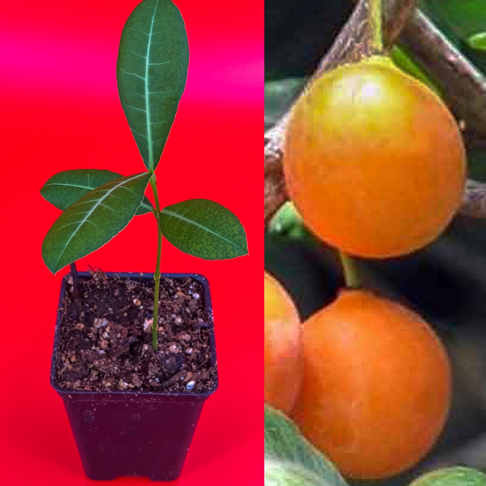 Imbe Garcinia Livingstonei Orange African Mangosteen Tropical Fruit ...