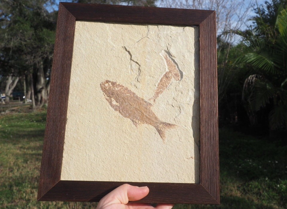 EXTREMELY RARE Fossil Fish EOHIODON HIODON FALCATUS Green River Fish ...