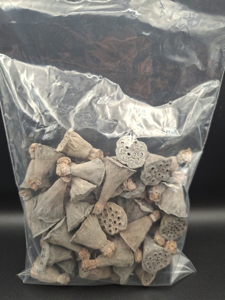 50 Mini Lotus Pods. Fish Tank, Isopods, Crafts, Aquarium Decoration ...
