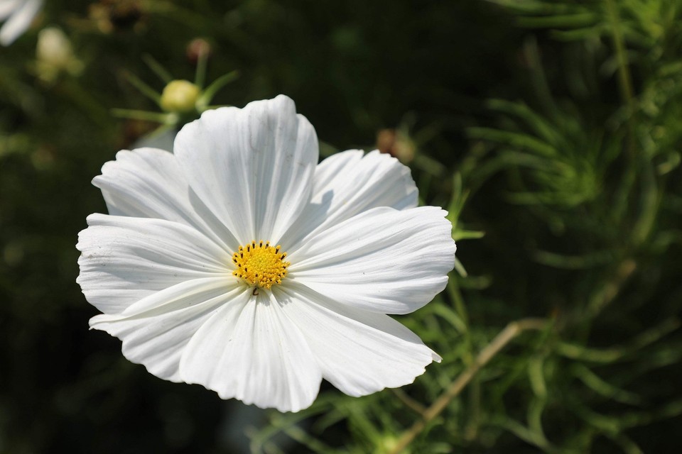 350 PURITY WHITE COSMOS Cosmos Bipinnatus Flower Seeds | eBay