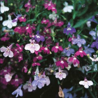 Pack Flower Seed Lobelia (Trailing) Colour Cascade Mixed Kings Garden ...