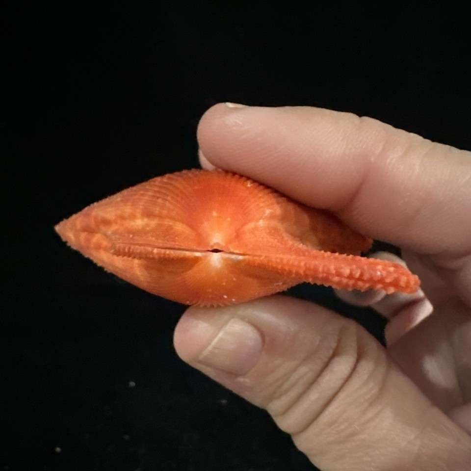 Chlamys Senatoria Superb 66mm F+++ Gem! Philippines (S615) | eBay