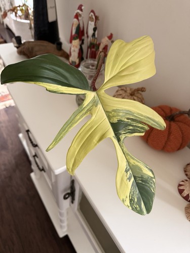 1 Fully Rooted Cutting Philodendron Highly Variegated Florida Ghost 12 ...