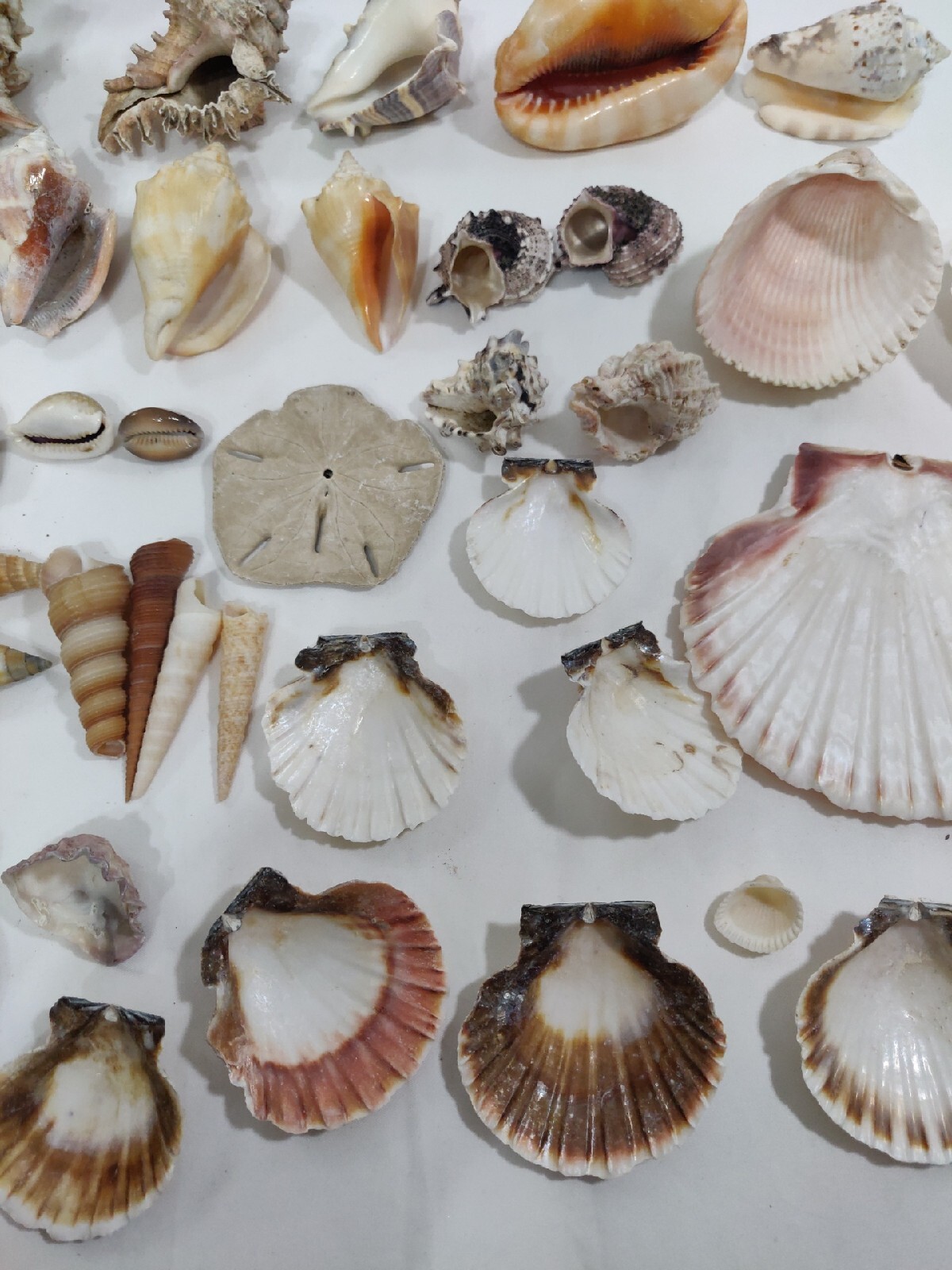 Mixed Seashells Sea Shells CoralCrafts Decorating Collectible Read ...