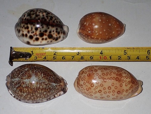 Collection 31 Asst Cypraea Seashell 31 differance type of Cowrie shells ...
