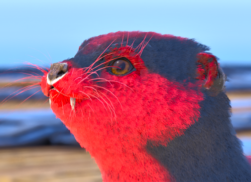 ARK Survival Ascended 😈[PVE]😈 "Deadpool" Black/Red Otter lvl192 | eBay