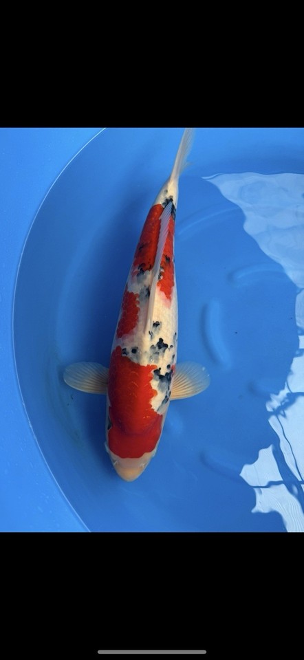 1 Qty - 18-20” GOSANKE HQ JAPANESE Koi live fish standard fin A1koi | eBay