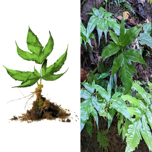 Mature Bare plant : Tectaria Heracleifolia HALBERD Fern 8" inch ...