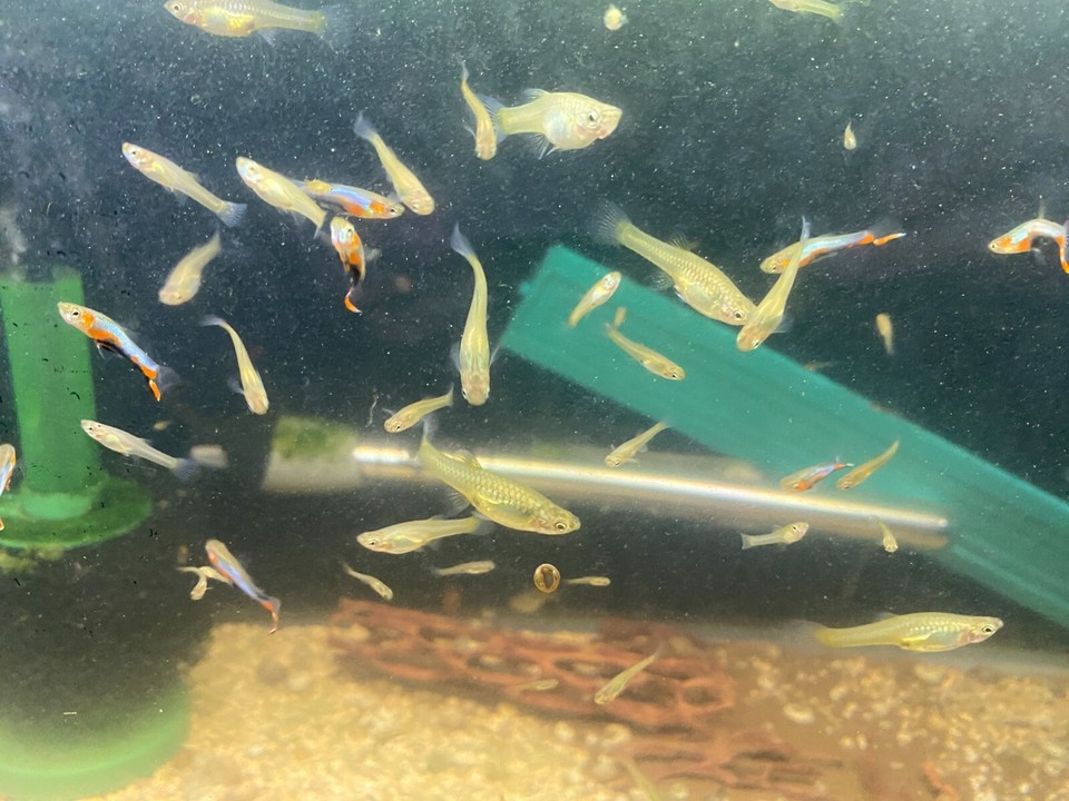 Blue Star Endlers 2 Pairs (1 Pair + 1 Free, 2M/2F total) + 2 BONUS fry ...